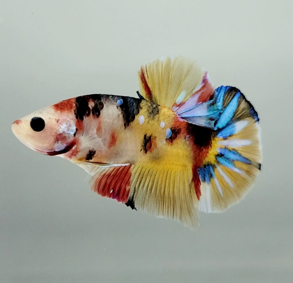 Galaxy Koi Male Betta Fish GK-0877 — JV Betta