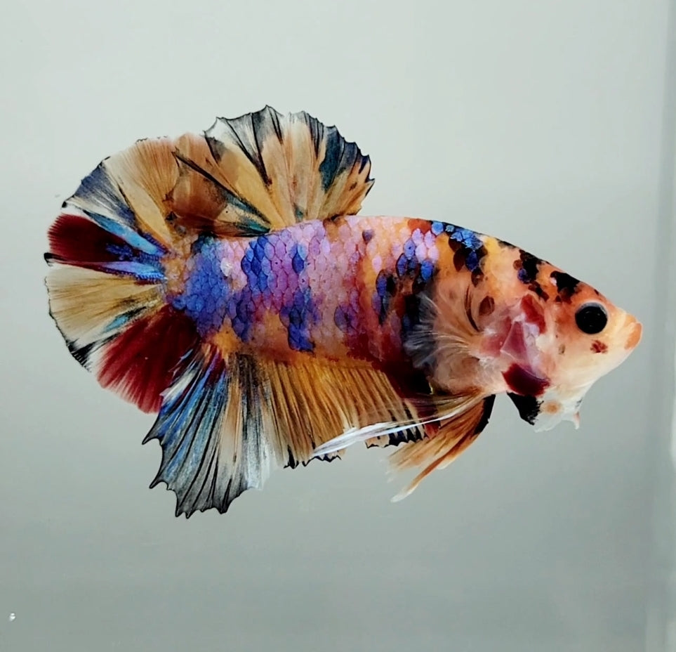 Candy Galaxy Koi Male Betta Fish GK-0882 — JV Betta