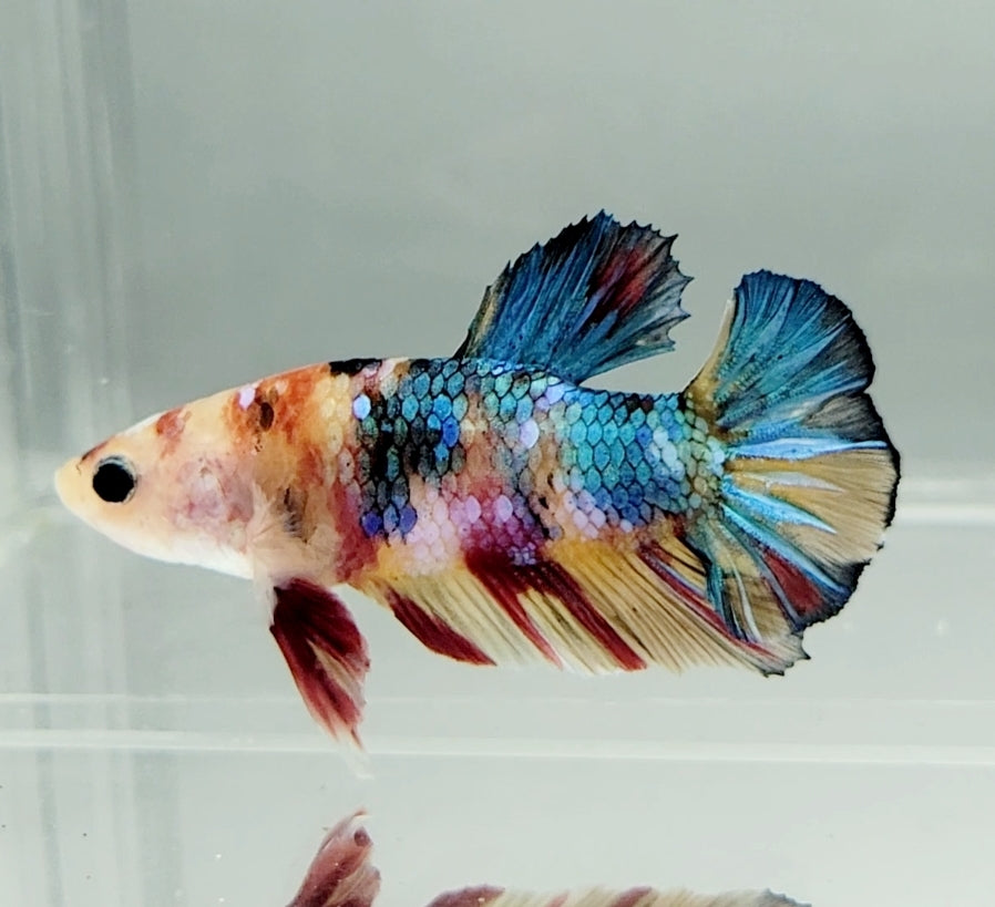 Candy Galaxy Koi Male Betta Fish GK-0883 — JV Betta