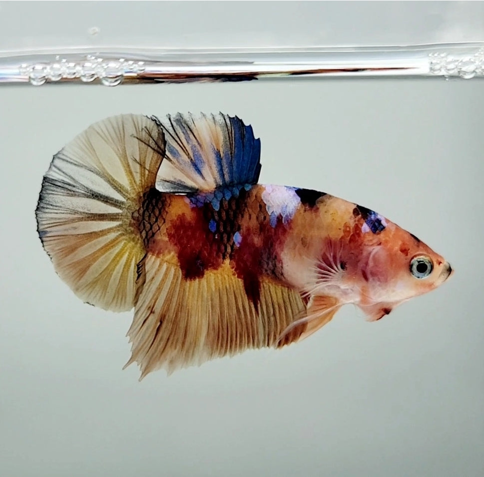 Galaxy Koi Male Betta Fish GK-0886 — JV Betta