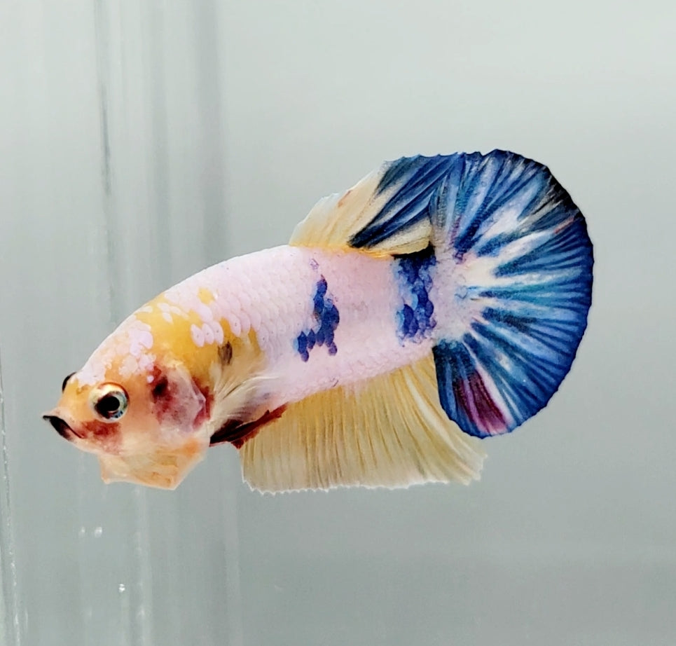 Candy Galaxy Koi Male Betta Fish GK-0889 — JV Betta