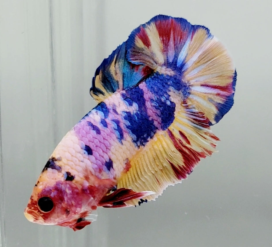 Candy Galaxy Koi Male Betta Fish GK-0902 — JV Betta