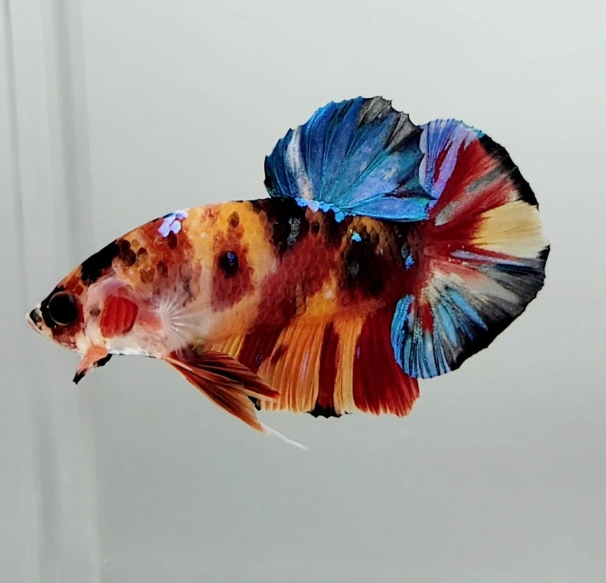 Candy Galaxy Koi Male Betta Fish GK-0905 — JV Betta