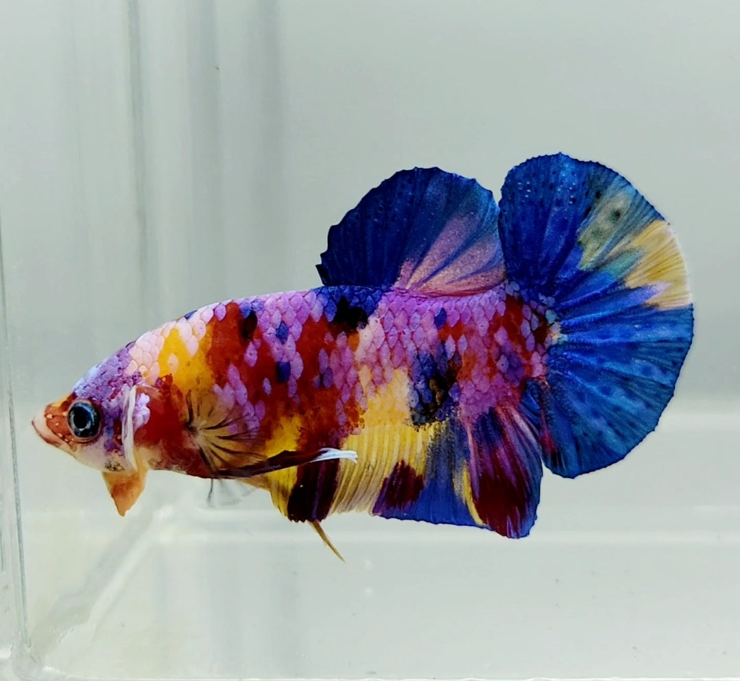 Candy Galaxy Koi Male Betta Fish GK-0925 — JV Betta