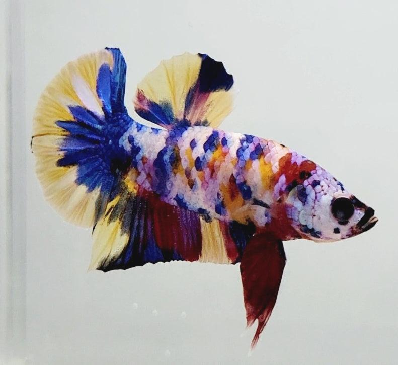 Candy Galaxy Koi Male Betta Fish GK-0937 — JV Betta