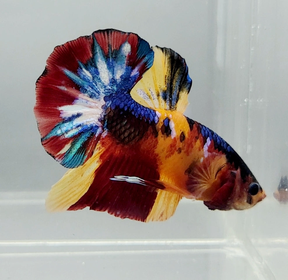 Candy Nemo Koi OHMPK Male Betta Fish GK-0946 — JV Betta