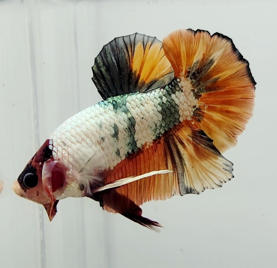 White Copper Koi OHMPK Betta Fish GK-0956 — JV Betta