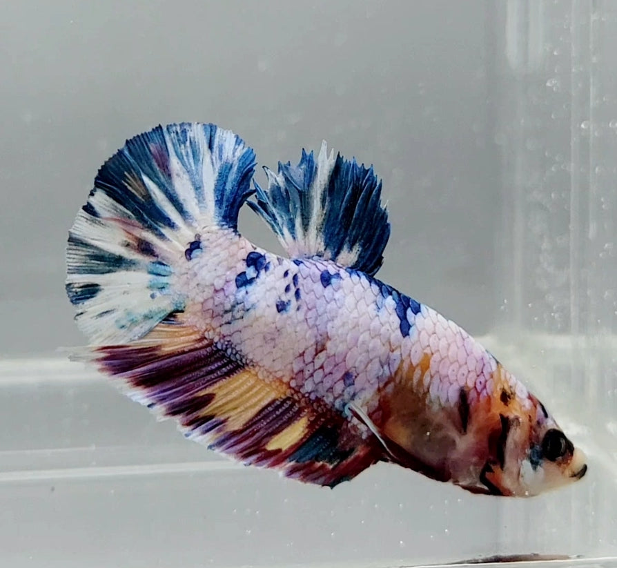 Candy Galaxy Koi Male Betta Fish GK-0967 — JV Betta