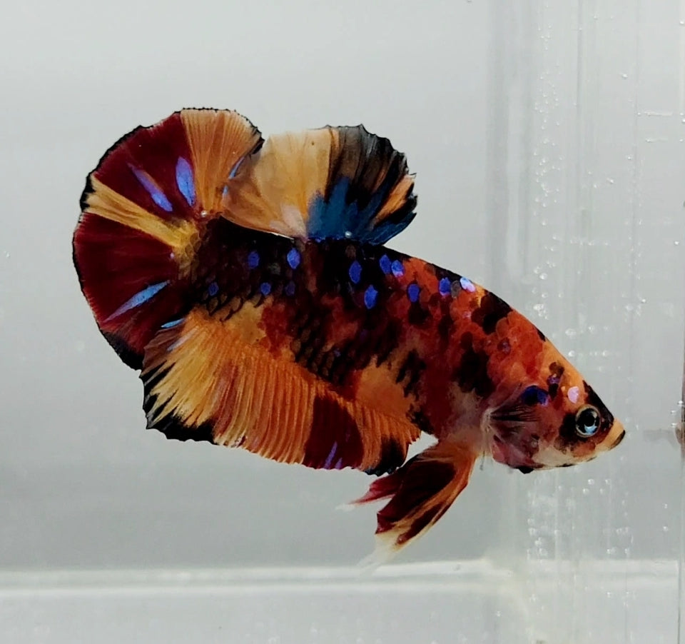 Galaxy Nemo Koi Male Betta Fish GK-0969 — JV Betta