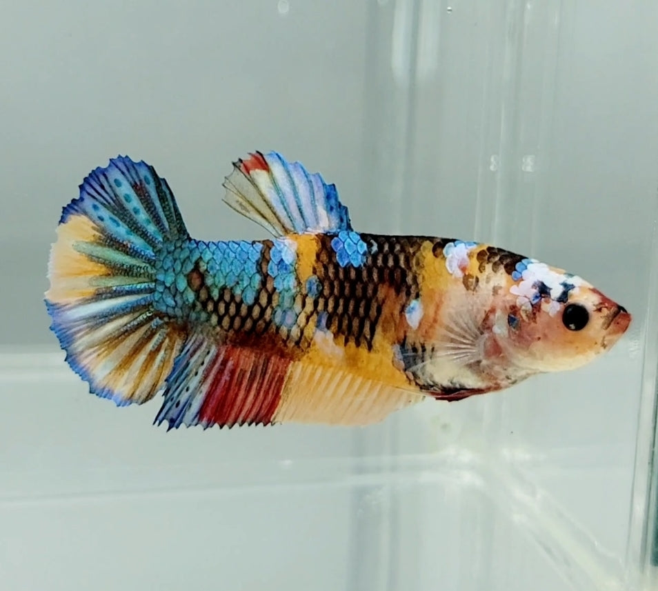 Galaxy Nemo Koi Female Betta Fish GK-0975 — JV Betta