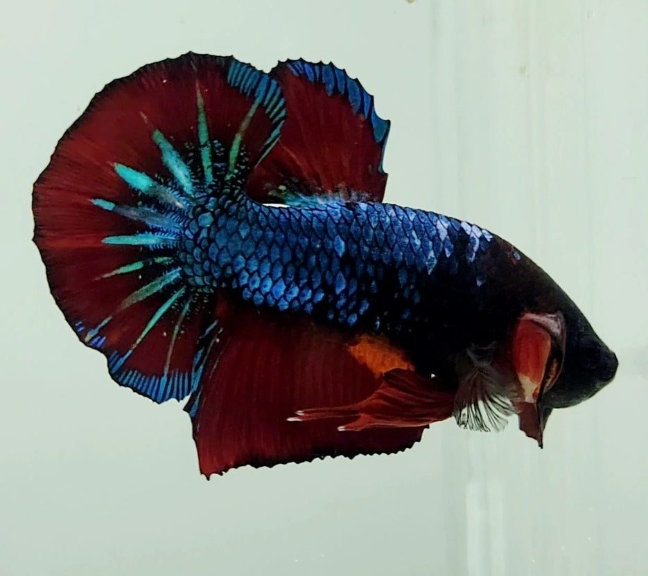 Red Devil Koi Male Betta Fish GK-0976 — JV Betta