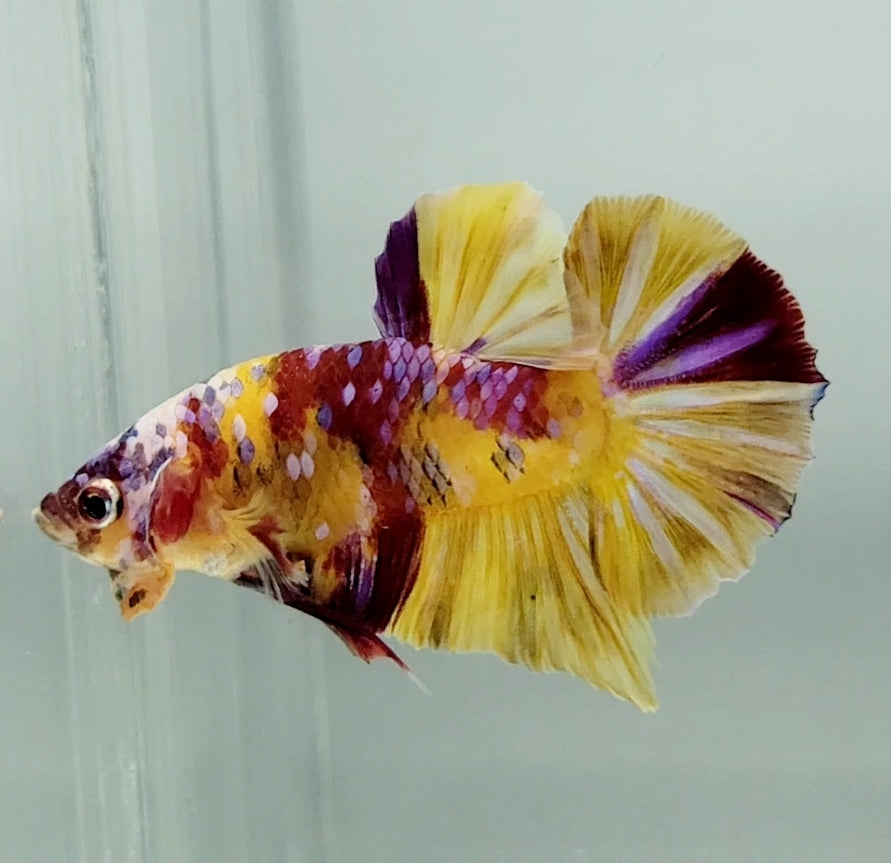 Candy Nemo Koi Male Betta Fish GK-0996 — JV Betta