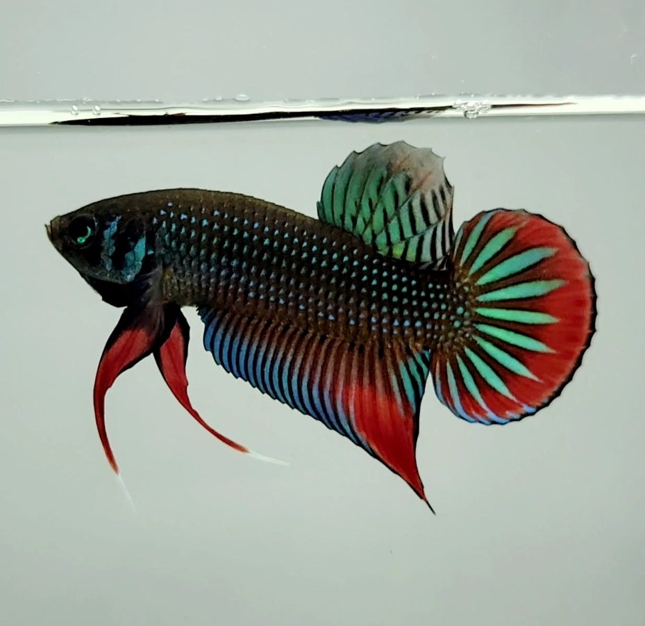 Green Betta Imbellis Male Betta Fish WB-1003 — JV Betta