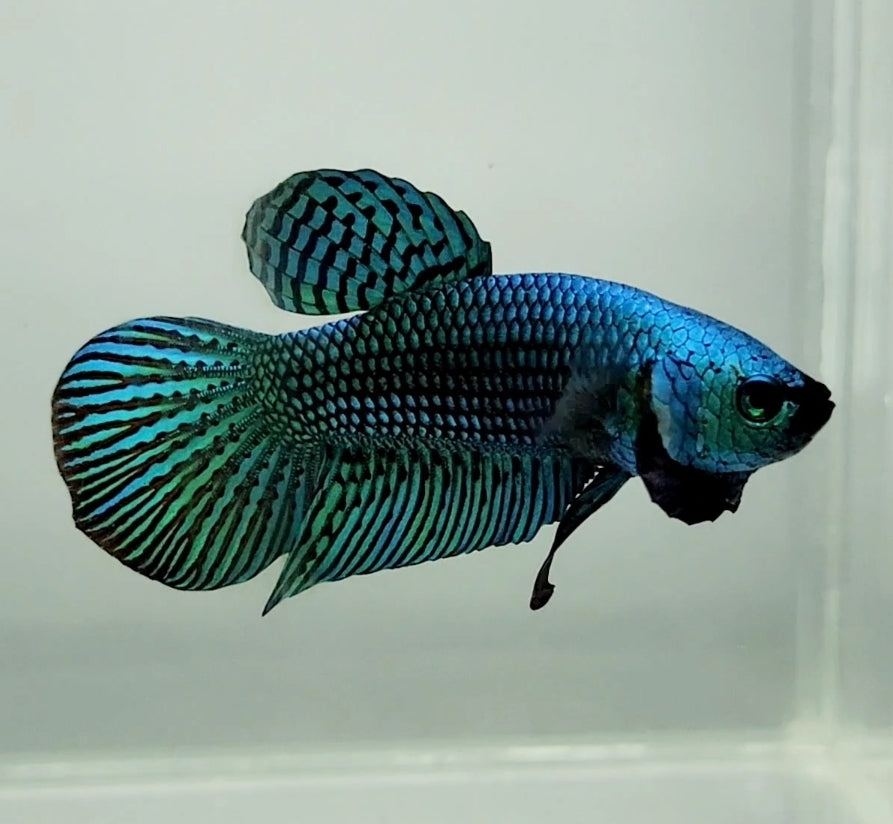Green Alien Male Betta Fish GA-1004 — JV Betta