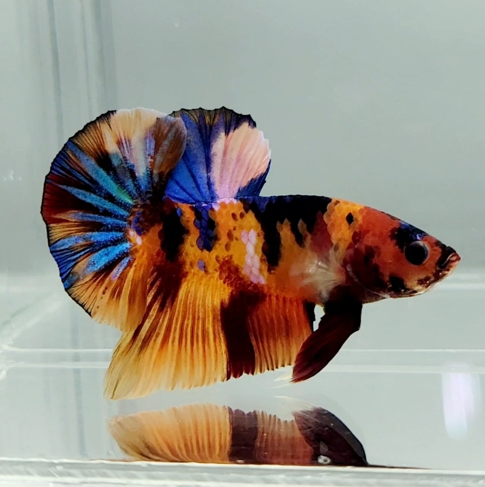 Candy Nemo OHMPK Male Betta Fish GK-1008 — JV Betta