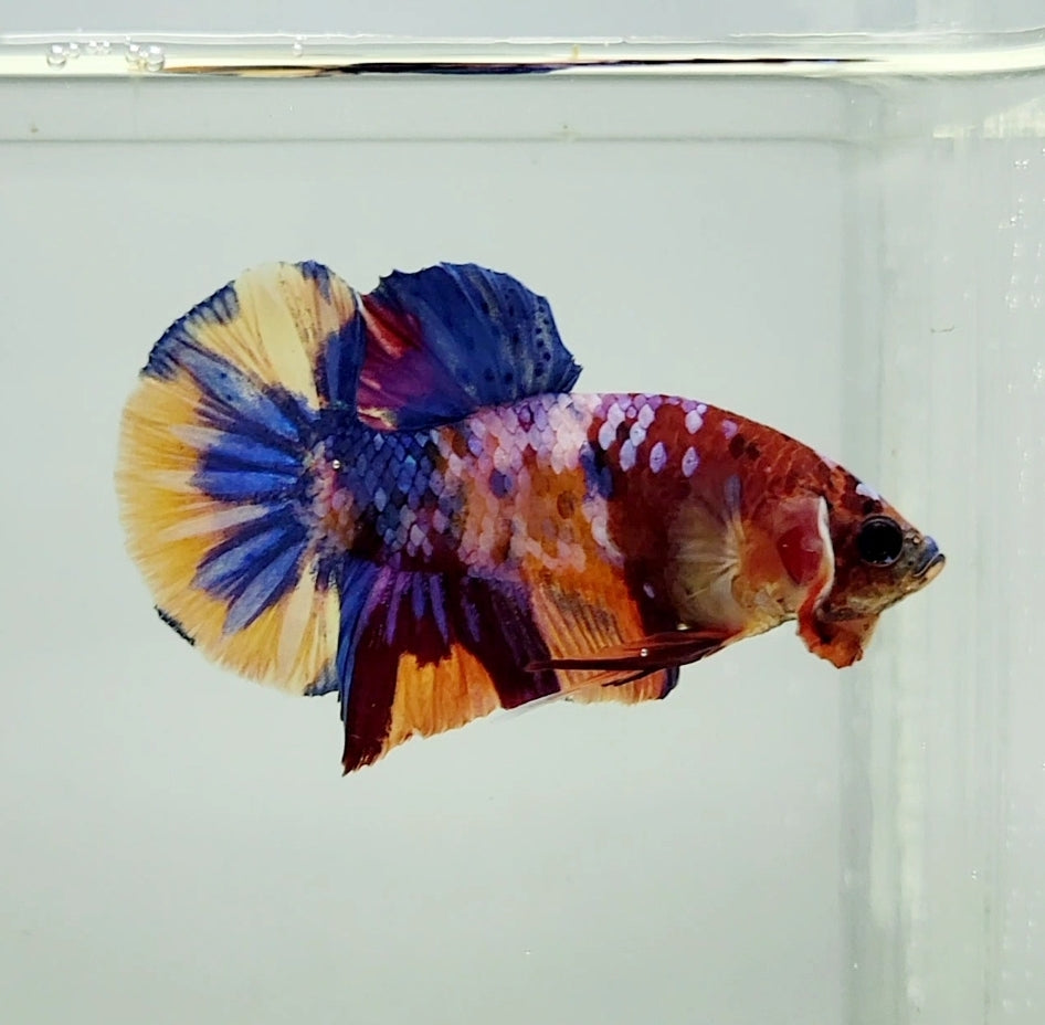 Candy Galaxy Koi Male Betta Fish GK-1015 — JV Betta