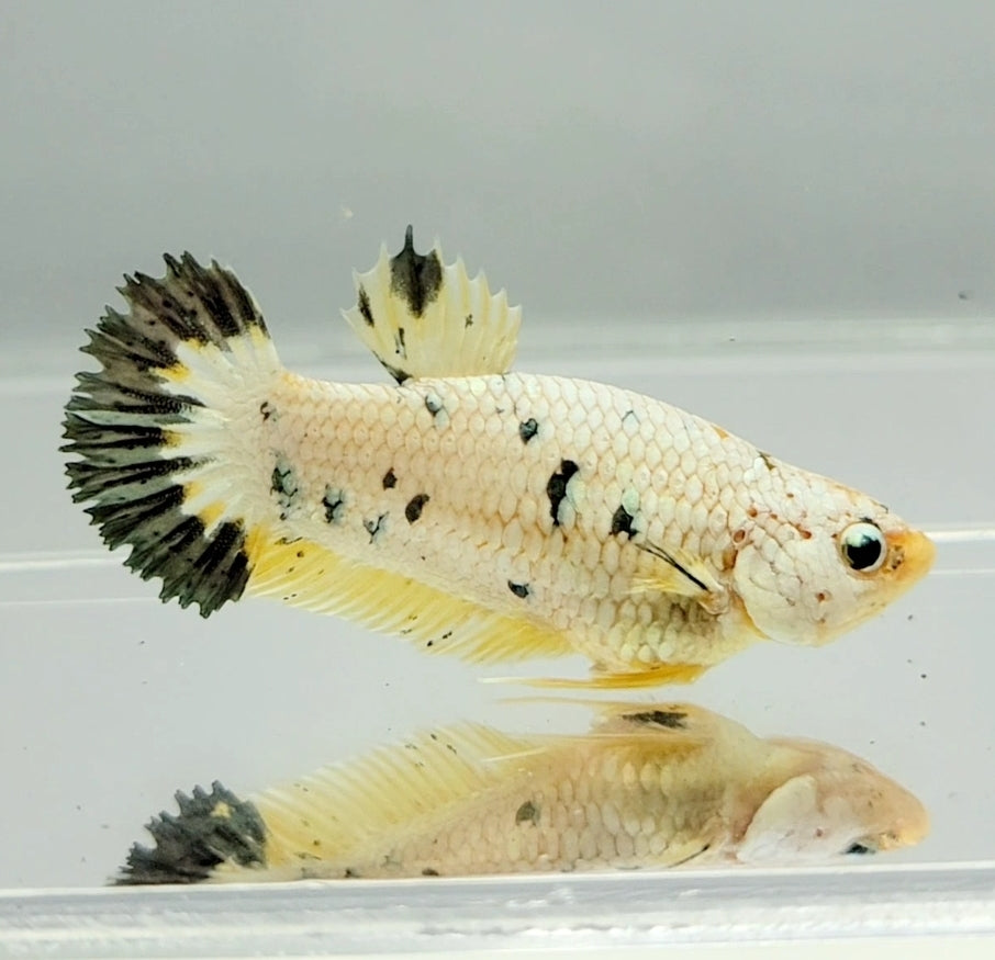 White Copper Koi Female Betta Fish WC-1030 — JV Betta