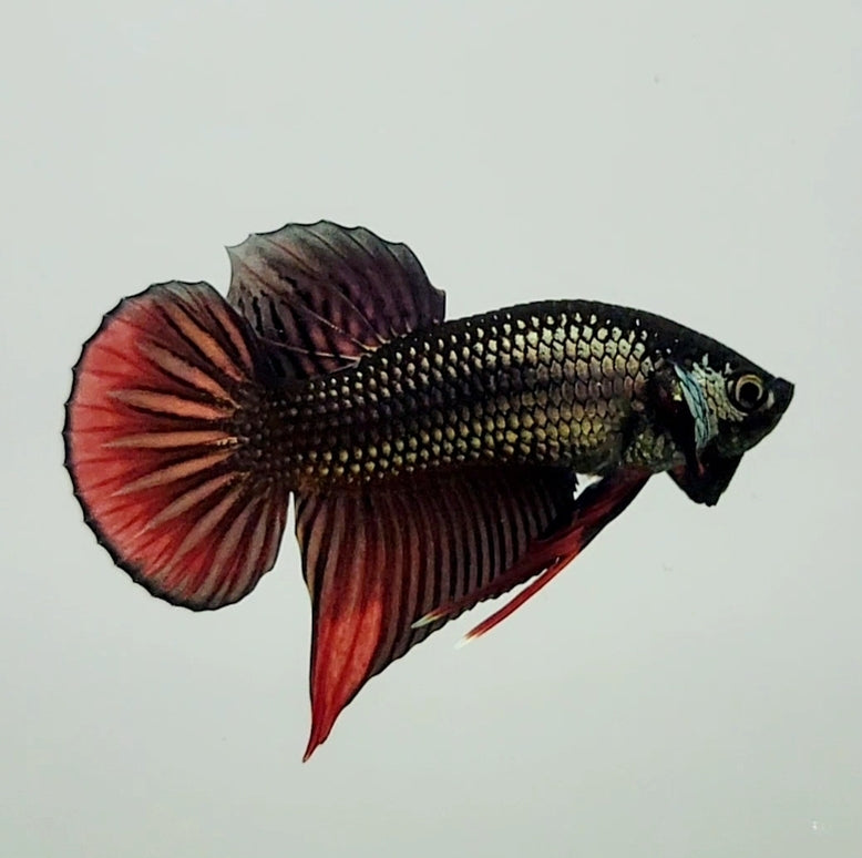 Copper Betta Fish — JV Betta