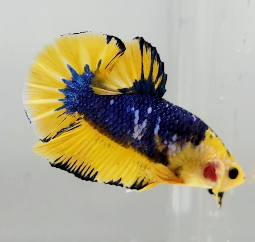 Fancy Yellow Male Betta Fish YF-1043 — JV Betta