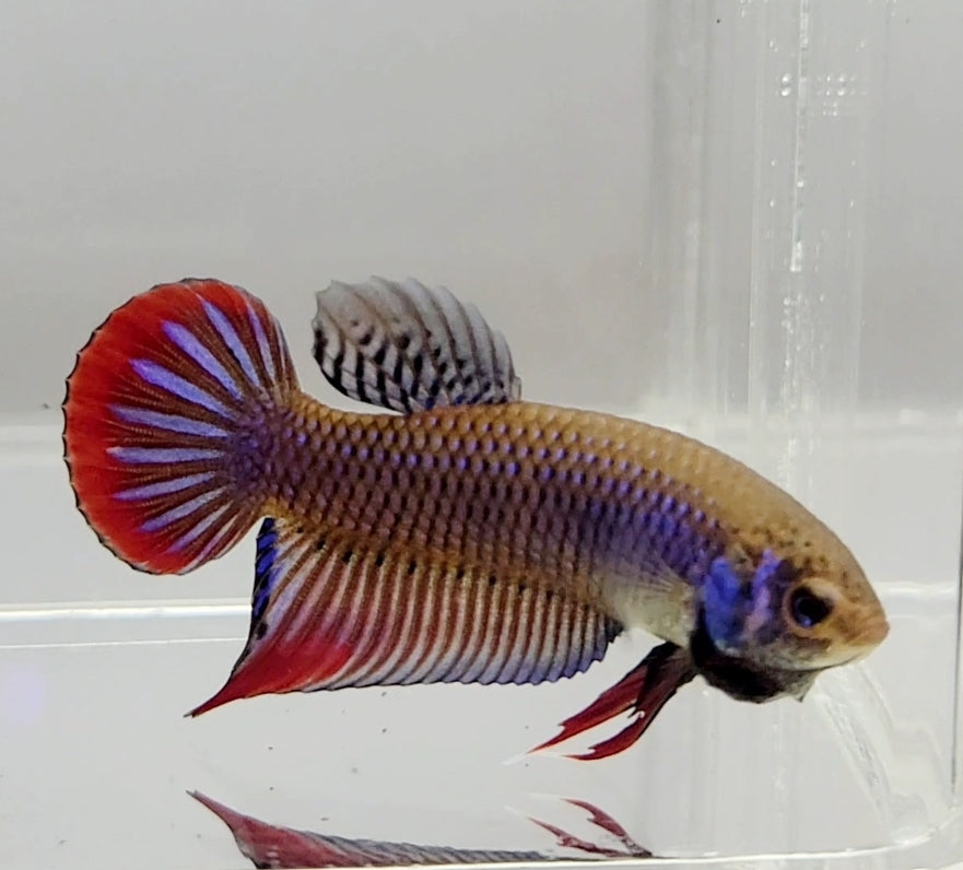Grey Wild Betta Imbellis Male Betta Fish WB-1065 — JV Betta