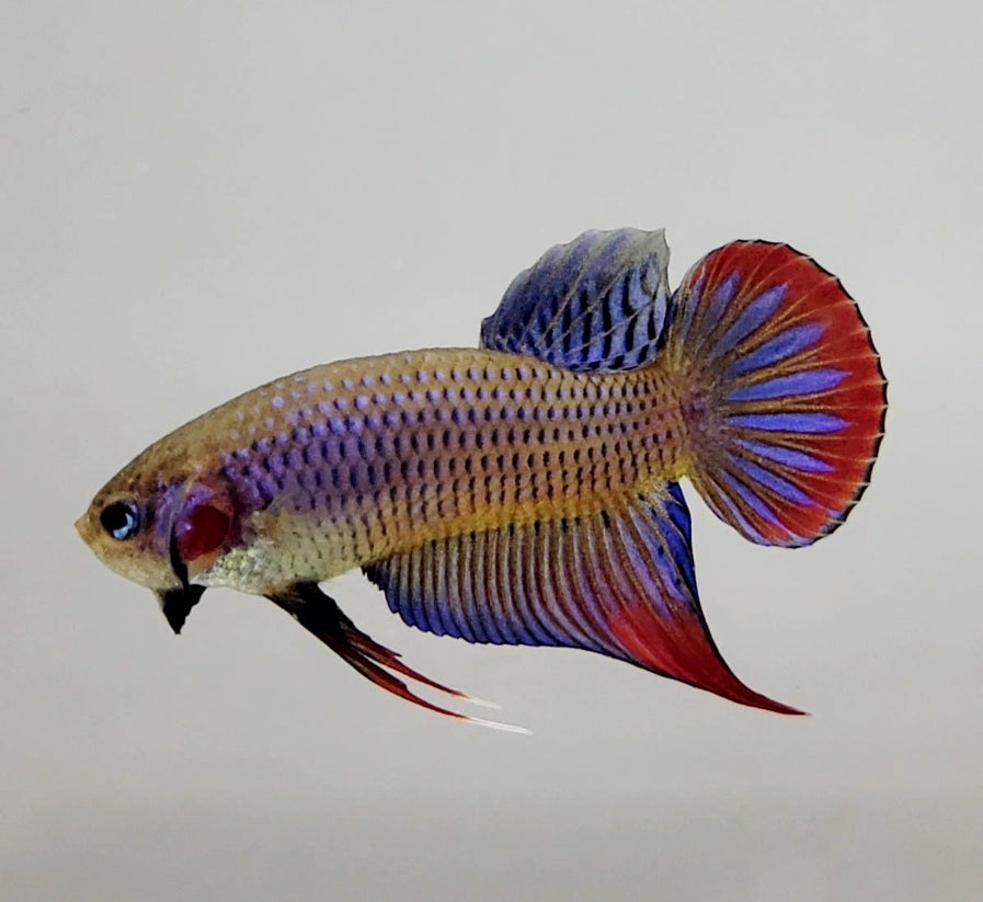 Grey Wild Betta Imbellis Male Betta Fish WB-1067 — JV Betta