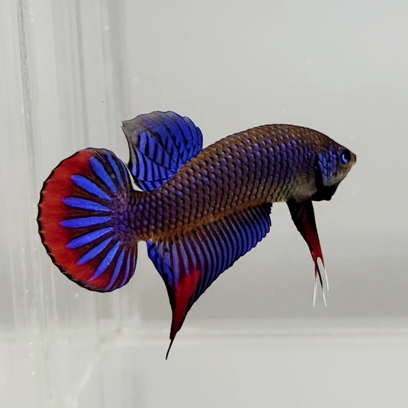 Wild Grey Imbellis Male Betta Fish WB-1069 — JV Betta