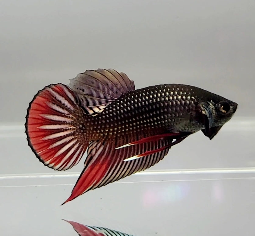 Wild Copper Imbellis Male Betta Fish WB-1071 — JV Betta