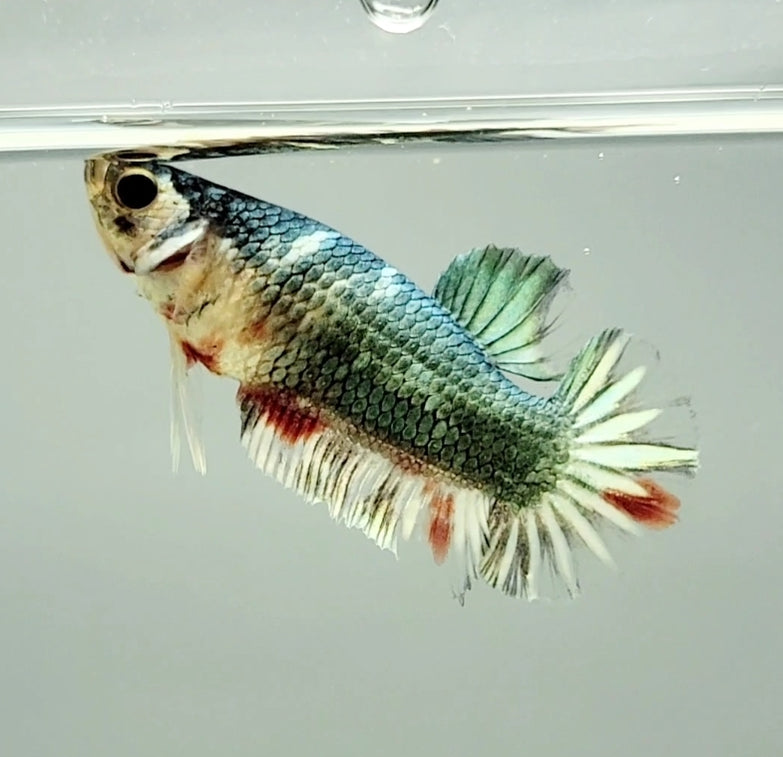 Copper Betta Fish — JV Betta