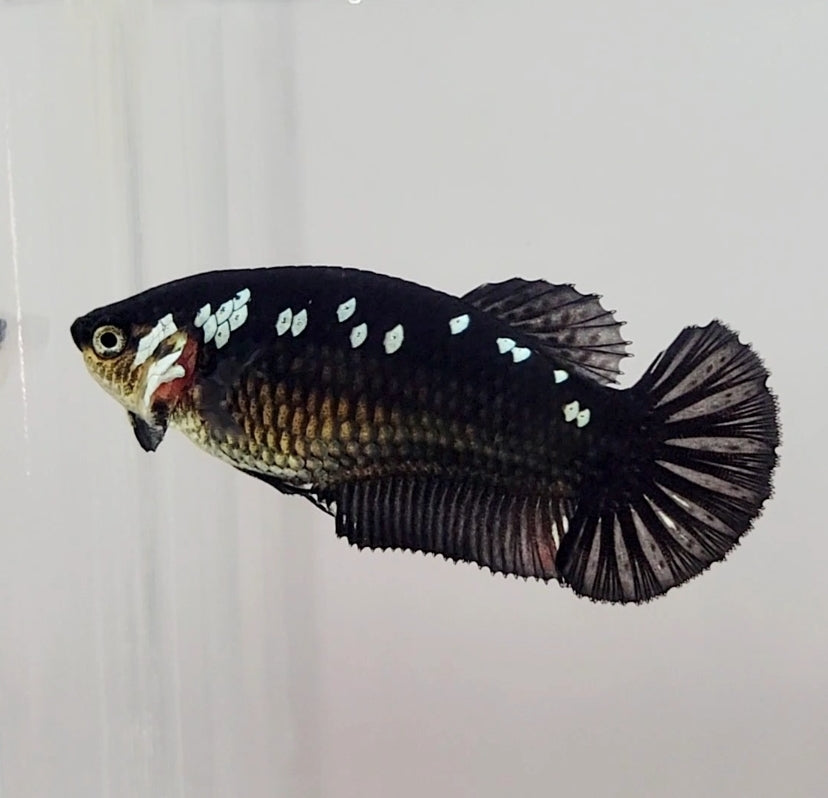 Black Mamba Female Betta Fish BM-1075 — JV Betta