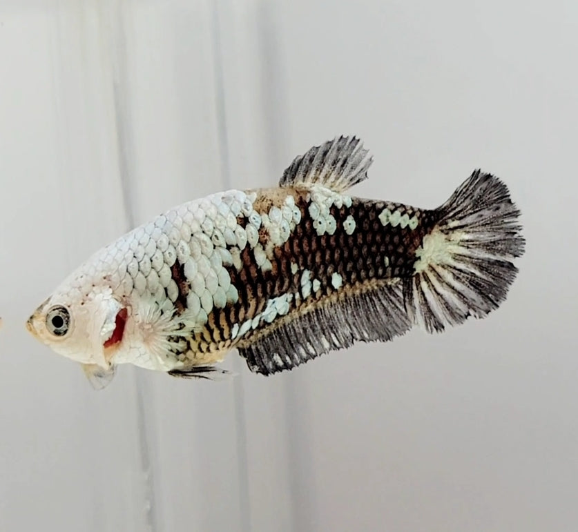 Snow Mamba Female Betta Fish SM-1077 — JV Betta
