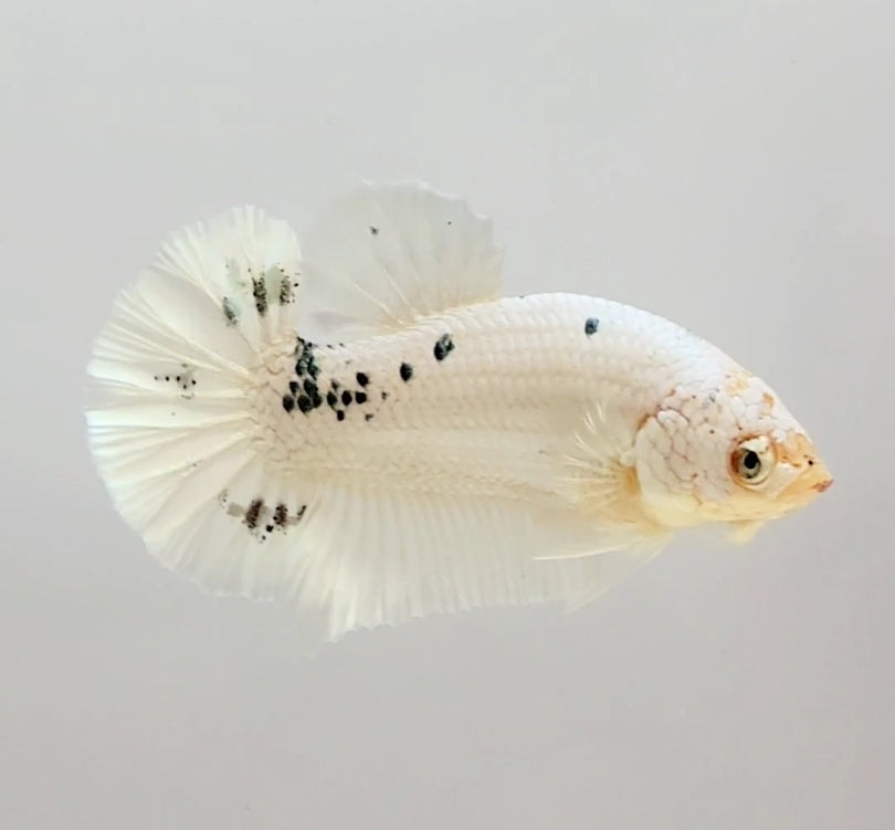 White Copper Koi Male Betta Fish WC-1078 — JV Betta