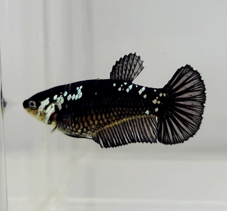Black Mamba Female Betta Fish BM-1085 — JV Betta