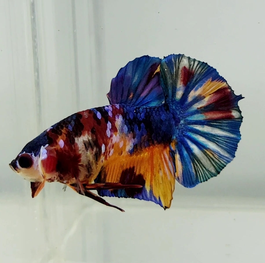 Candy Galaxy Koi Betta Fish GK-1086 — JV Betta
