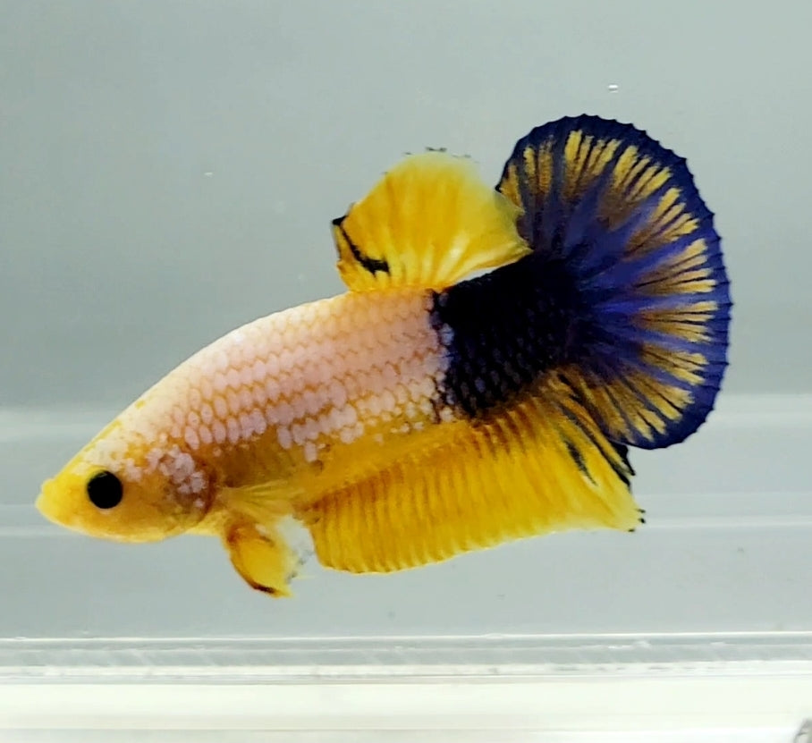 Yellow Hellboy Male Betta Fish HB-1087 — JV Betta