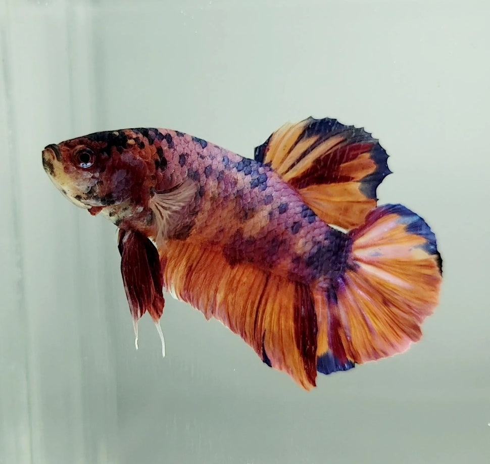 Giant Candy Koi Male Betta Fish GB-1092 — JV Betta