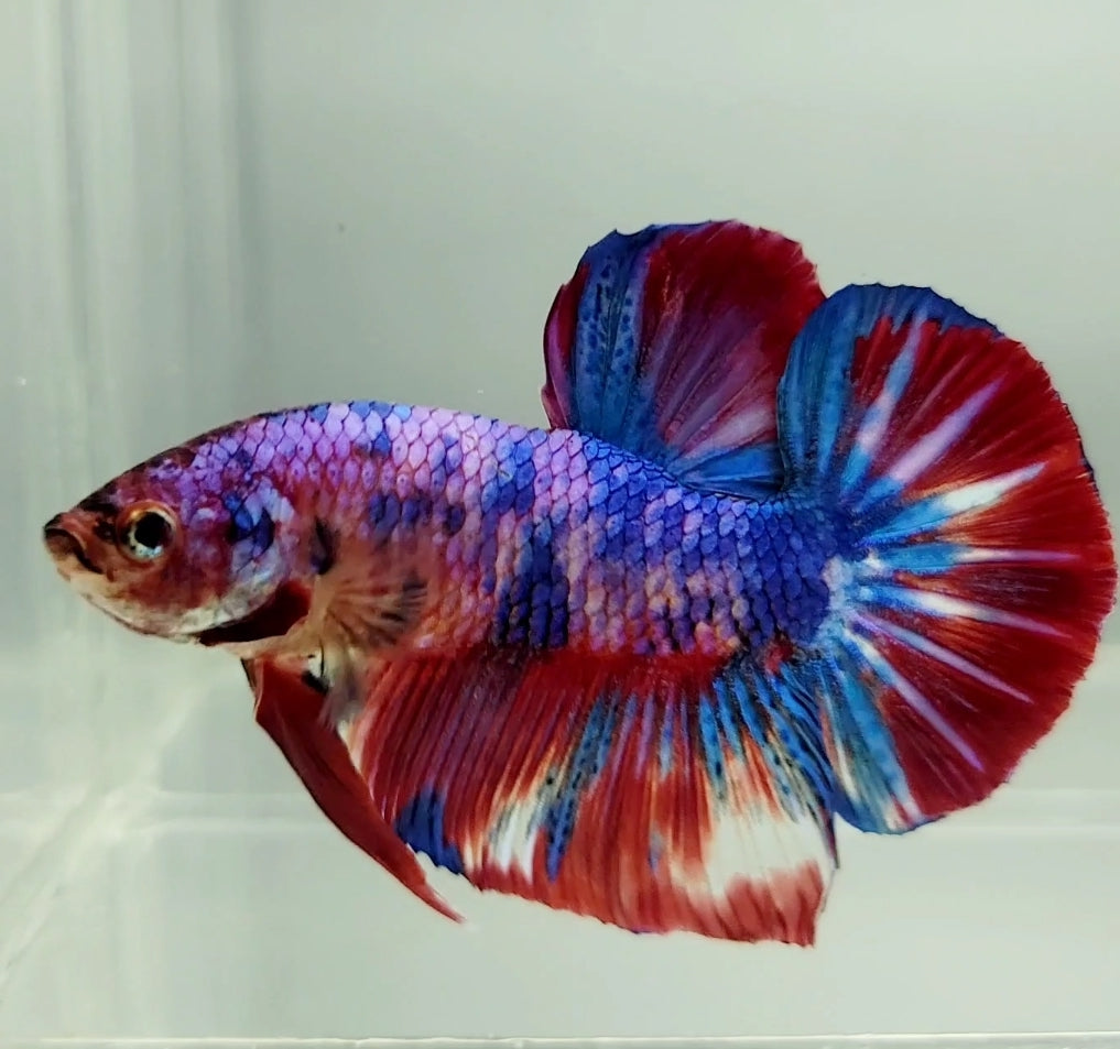 Giant Galaxy Koi Betta Fish Male GB-1095 — JV Betta