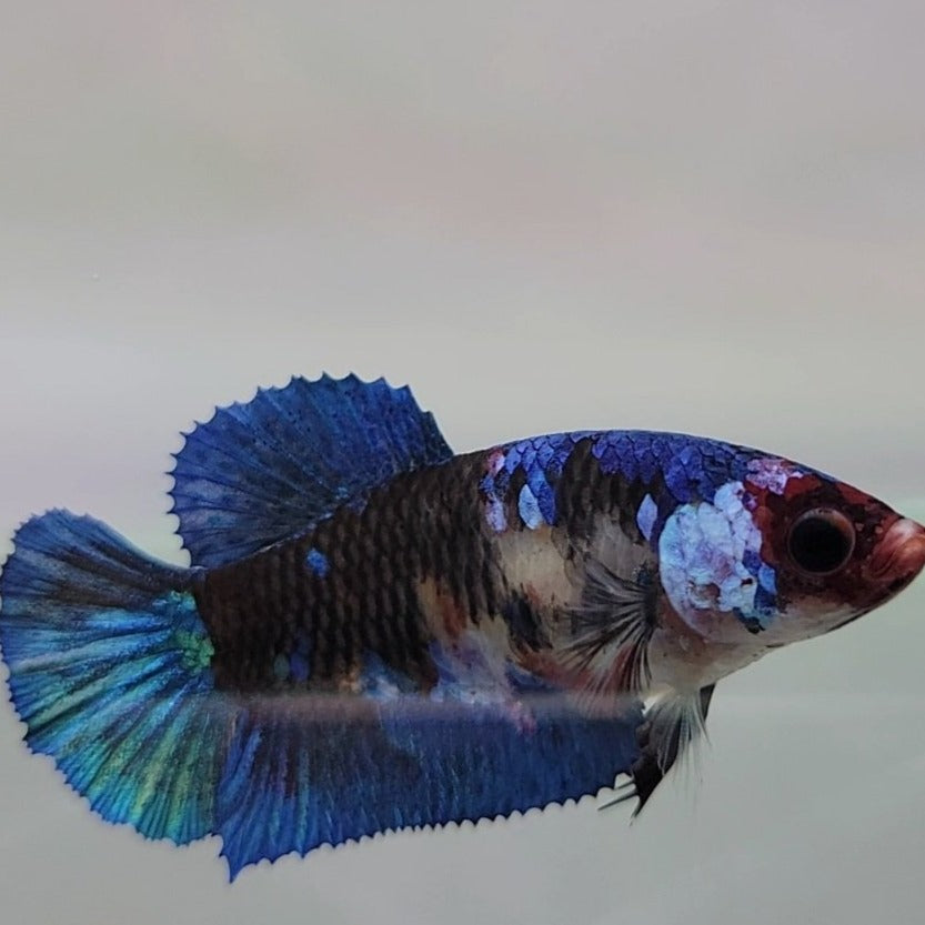 Galaxy Koi Female Betta Fish GK-0057 — JV Betta