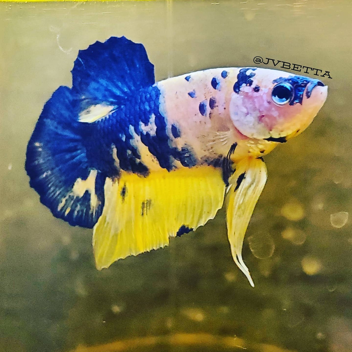 Marble Galaxy Koi Betta Fish Male GK007 — JV Betta