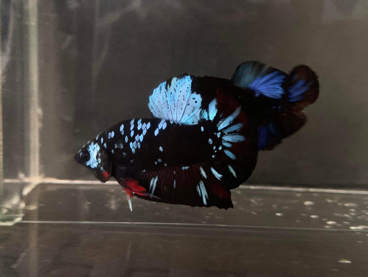Avatar Nebula Male Betta Fish NA-0679 — JV Betta